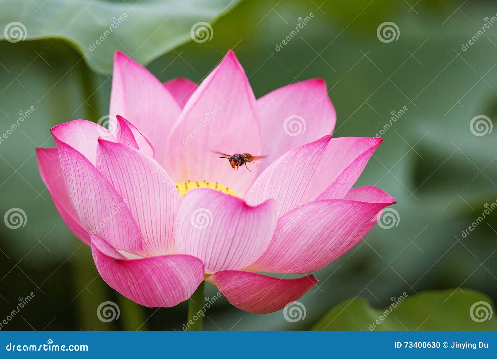 Lotus blossom and bee stock photo. Image of pink, marco - 73400630