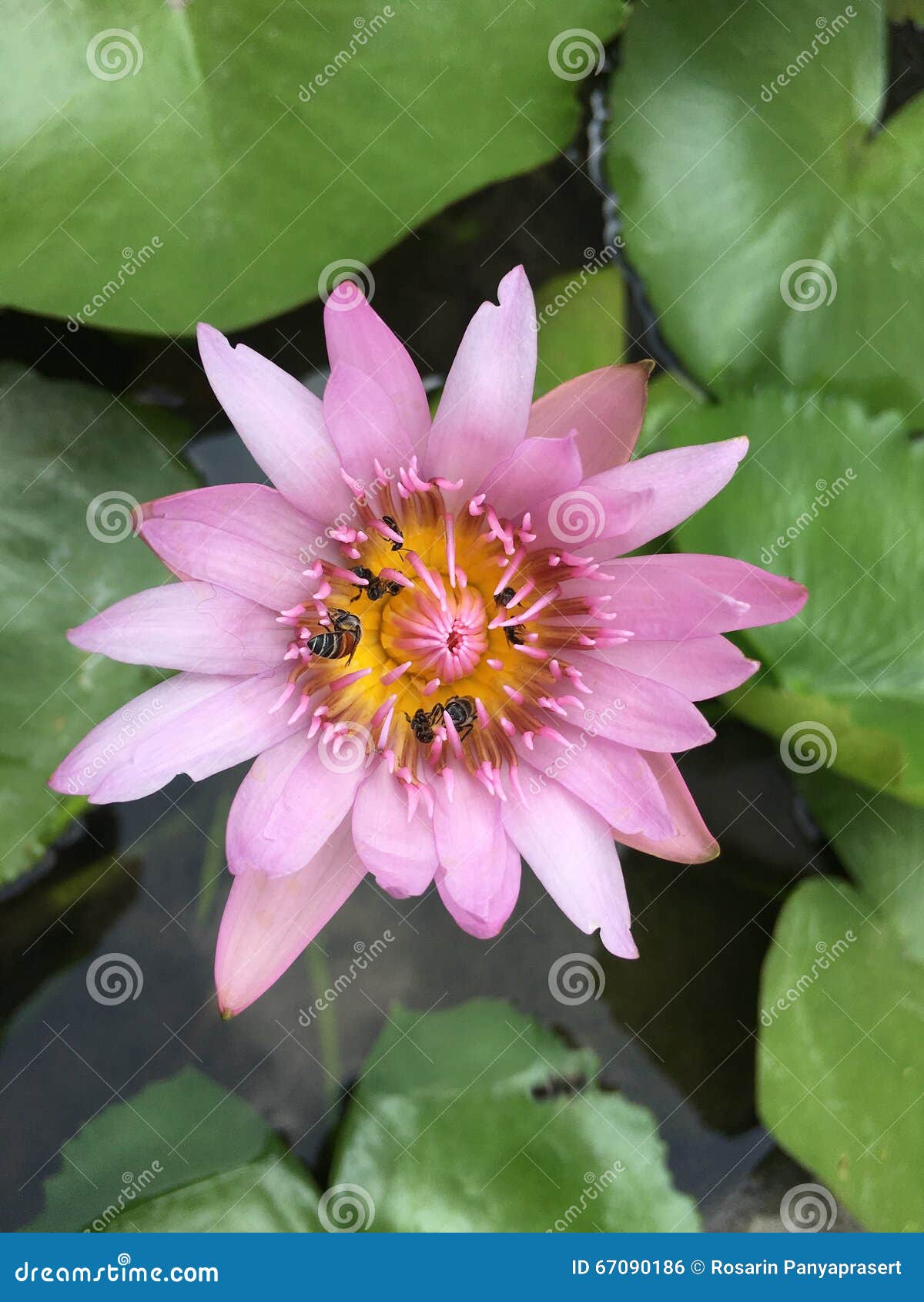 Lotus flower with bees stock photo. Image of life, flower - 67090186