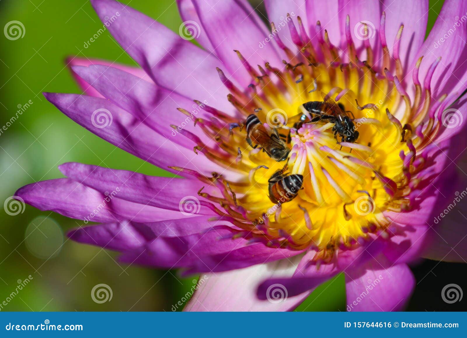 Lotus Flower and Bees stock photo. Image of lotus, boom - 157644616