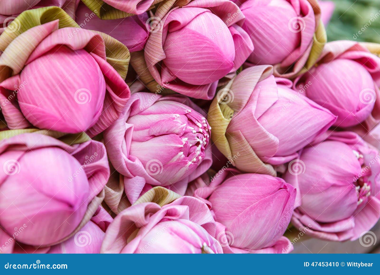 Lotus flower bloom stock photo. Image of beauty, pink - 47453410