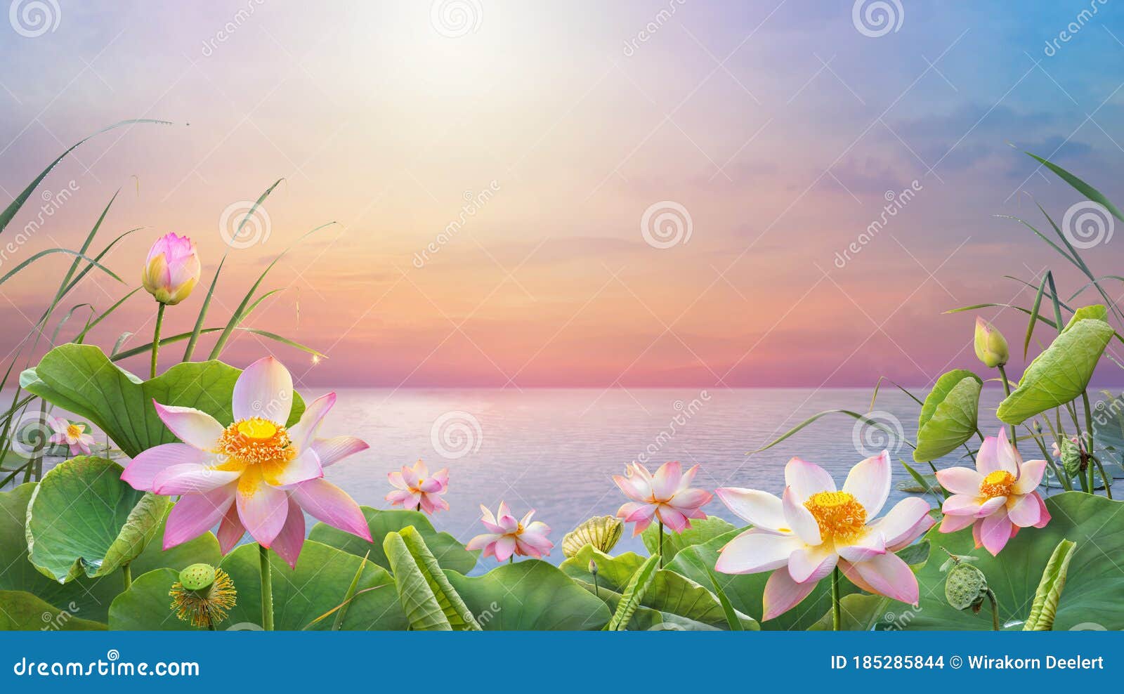 Lotus Flower Blooming As the Sun Rises with Beautiful Cloud Sky Stock ...