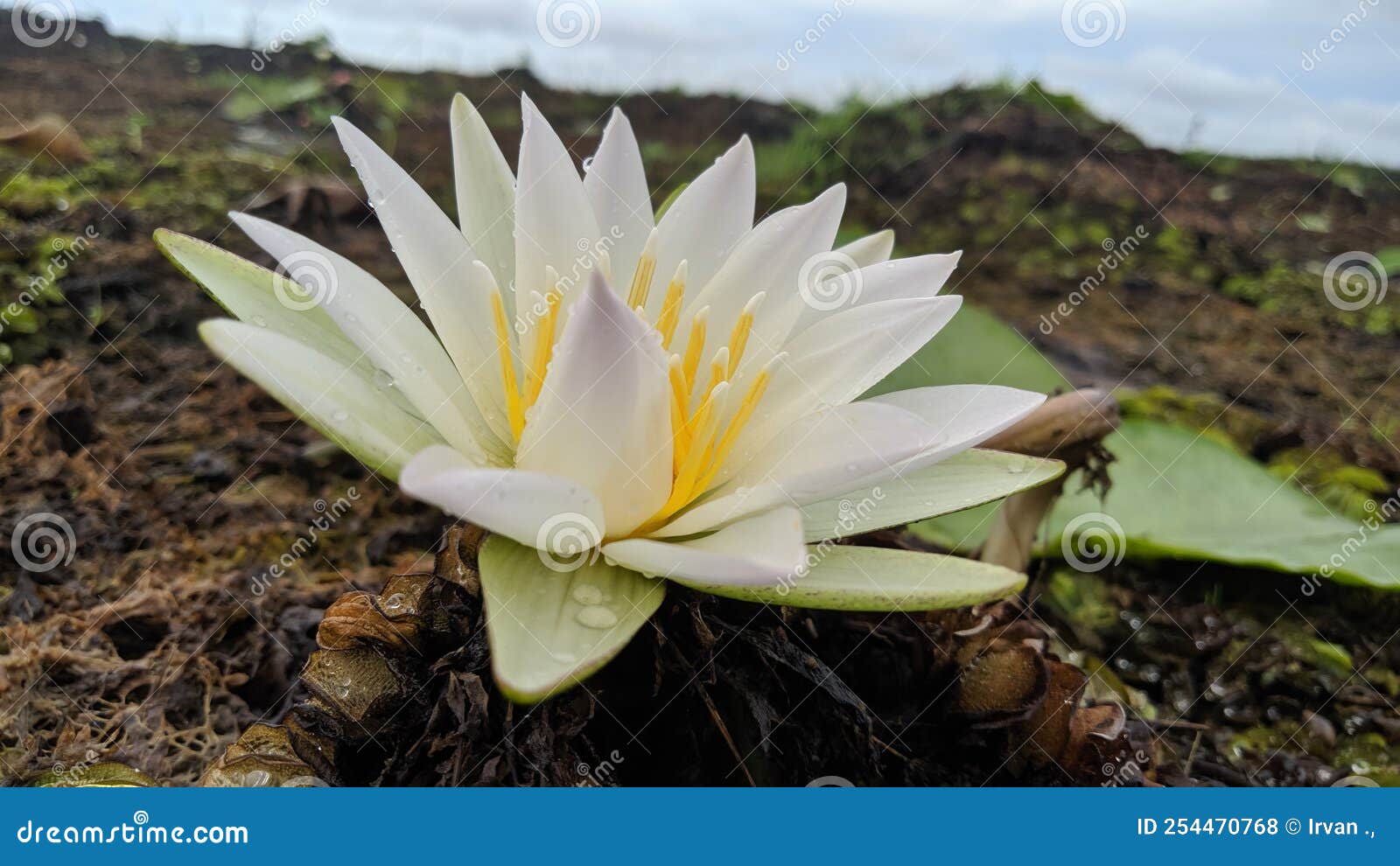 The Lotus Flower that Blooms Looks Beautiful Stock Photo - Image of ...