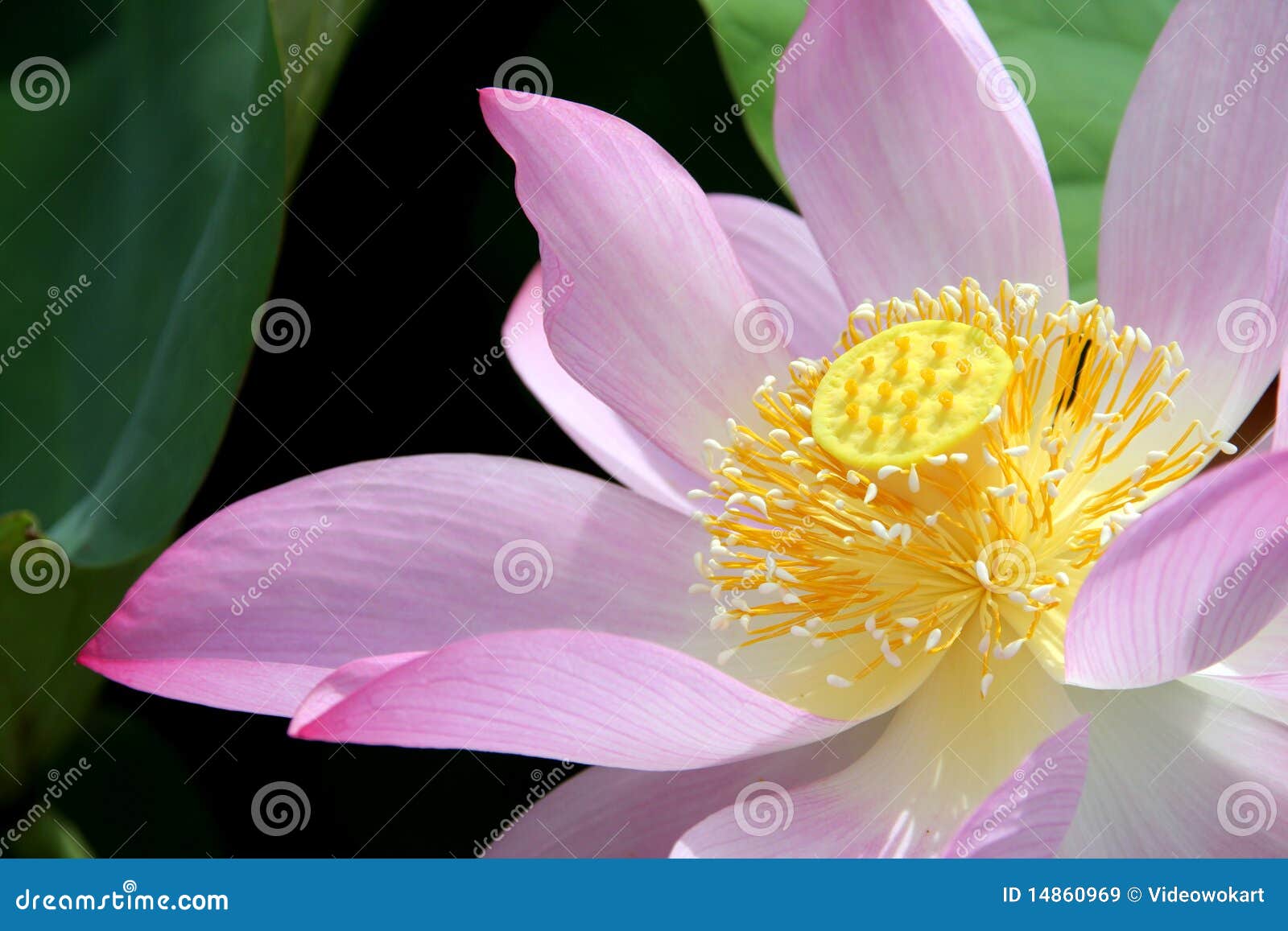 Lotus flower blossom stock image. Image of blossom, egyptian - 14860969