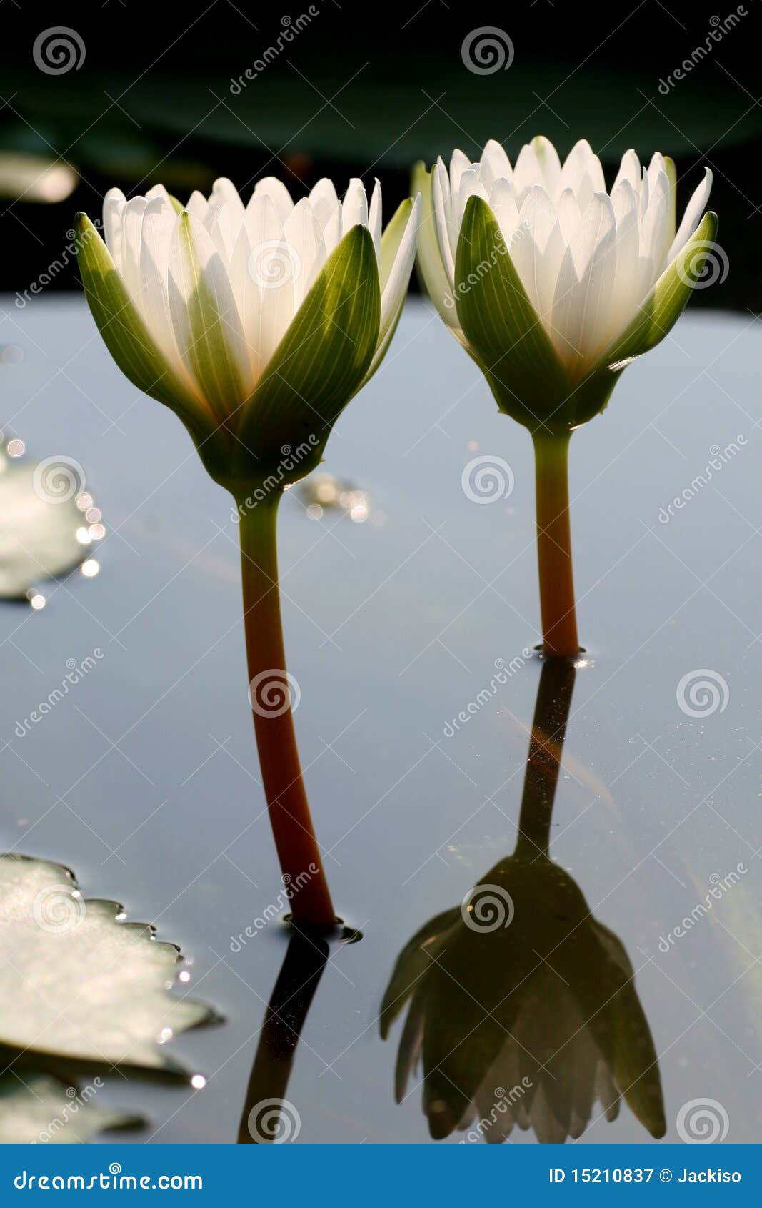 Lotus flower blossom stock image. Image of meditating - 15210837