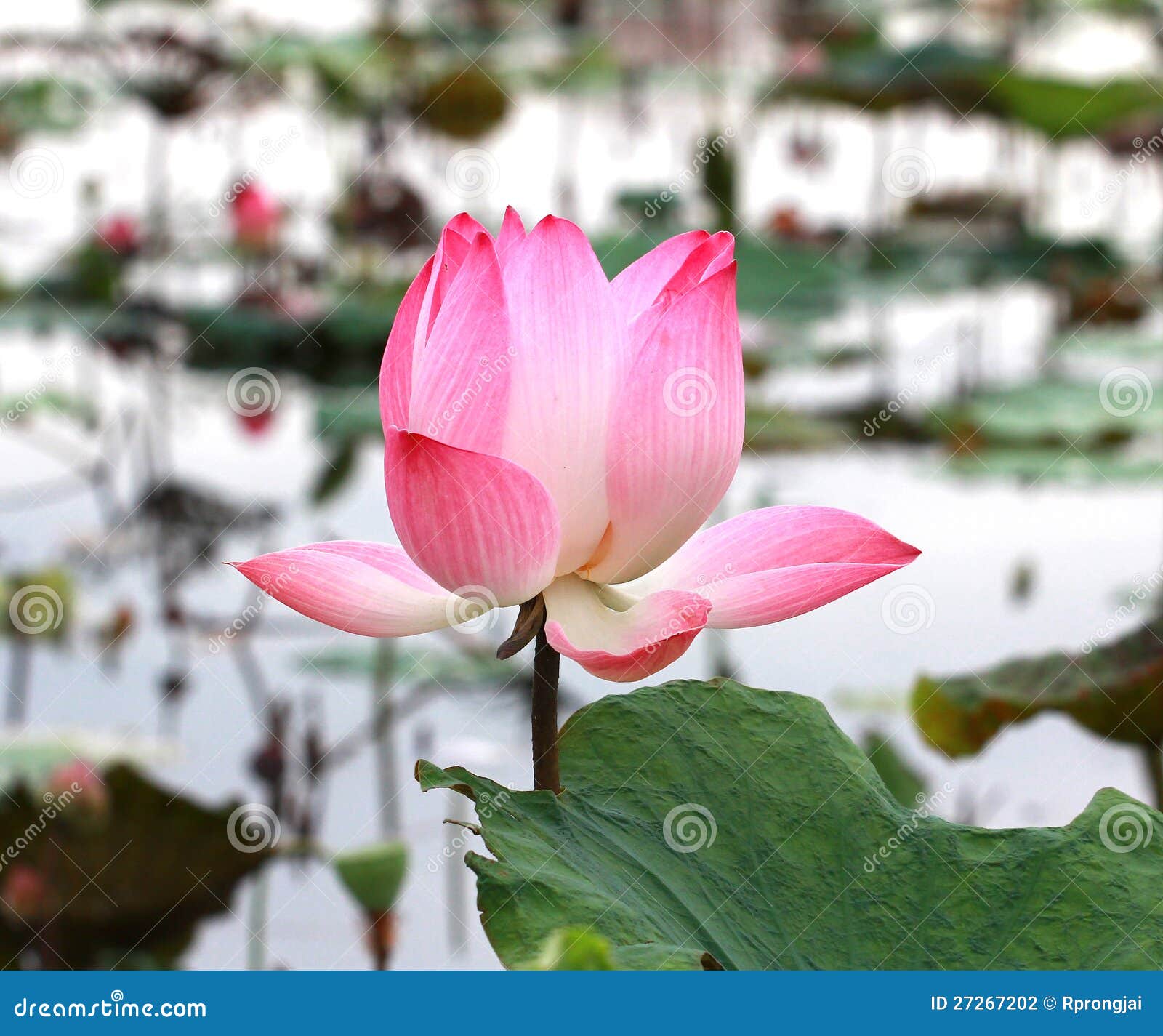 Lotus flower blossom stock photo. Image of foliage, exotic - 27267202