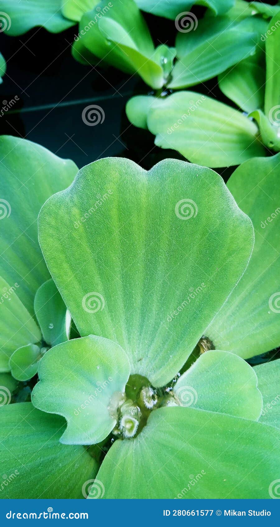 Lotus Flower before Blossom Stock Image - Image of pond, beautiful ...