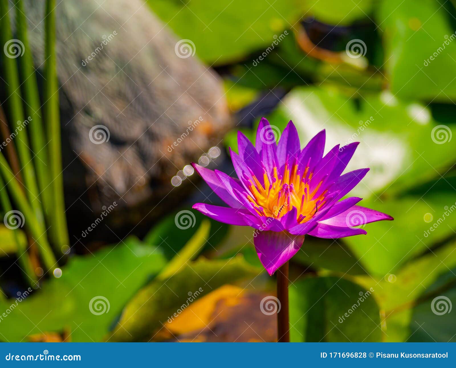 Lotus flower stock photo. Image of flowers, vascular - 171696828