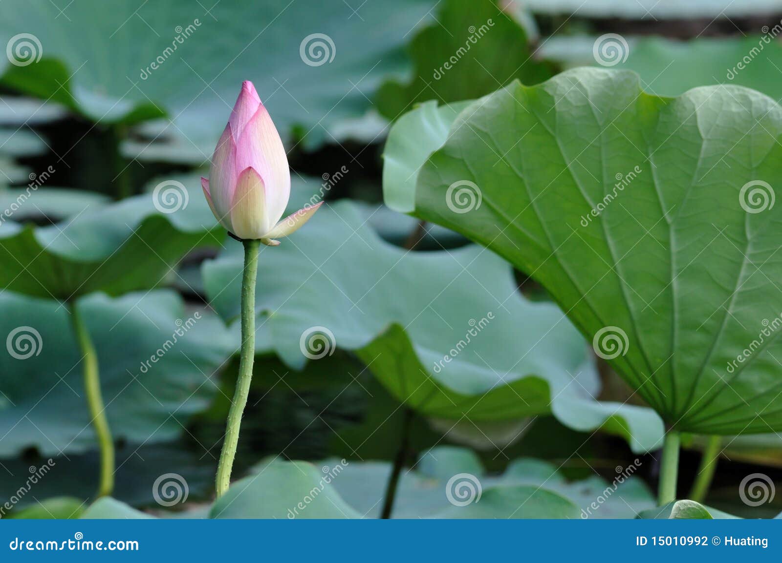 Lotus flower bud stock photo. Image of giant, garden - 15010992
