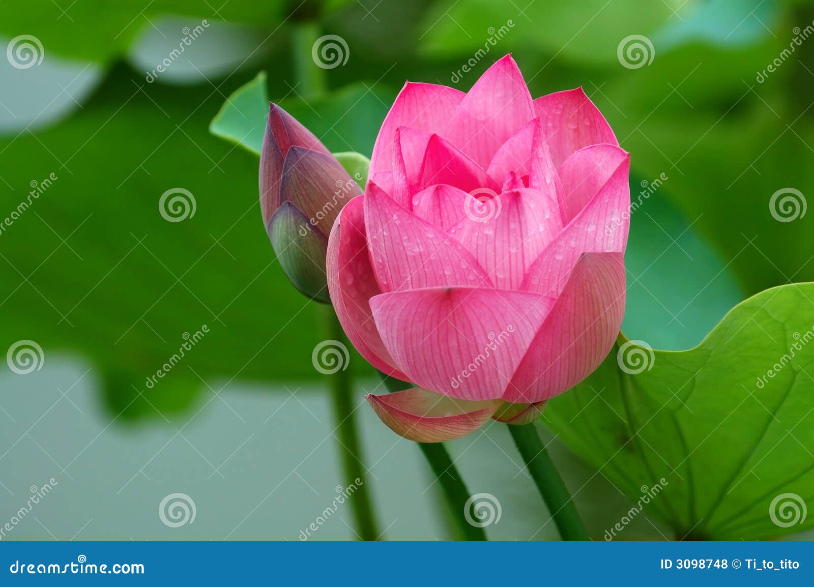 Lotus flower and bud stock photo. Image of garden, floret - 3098748
