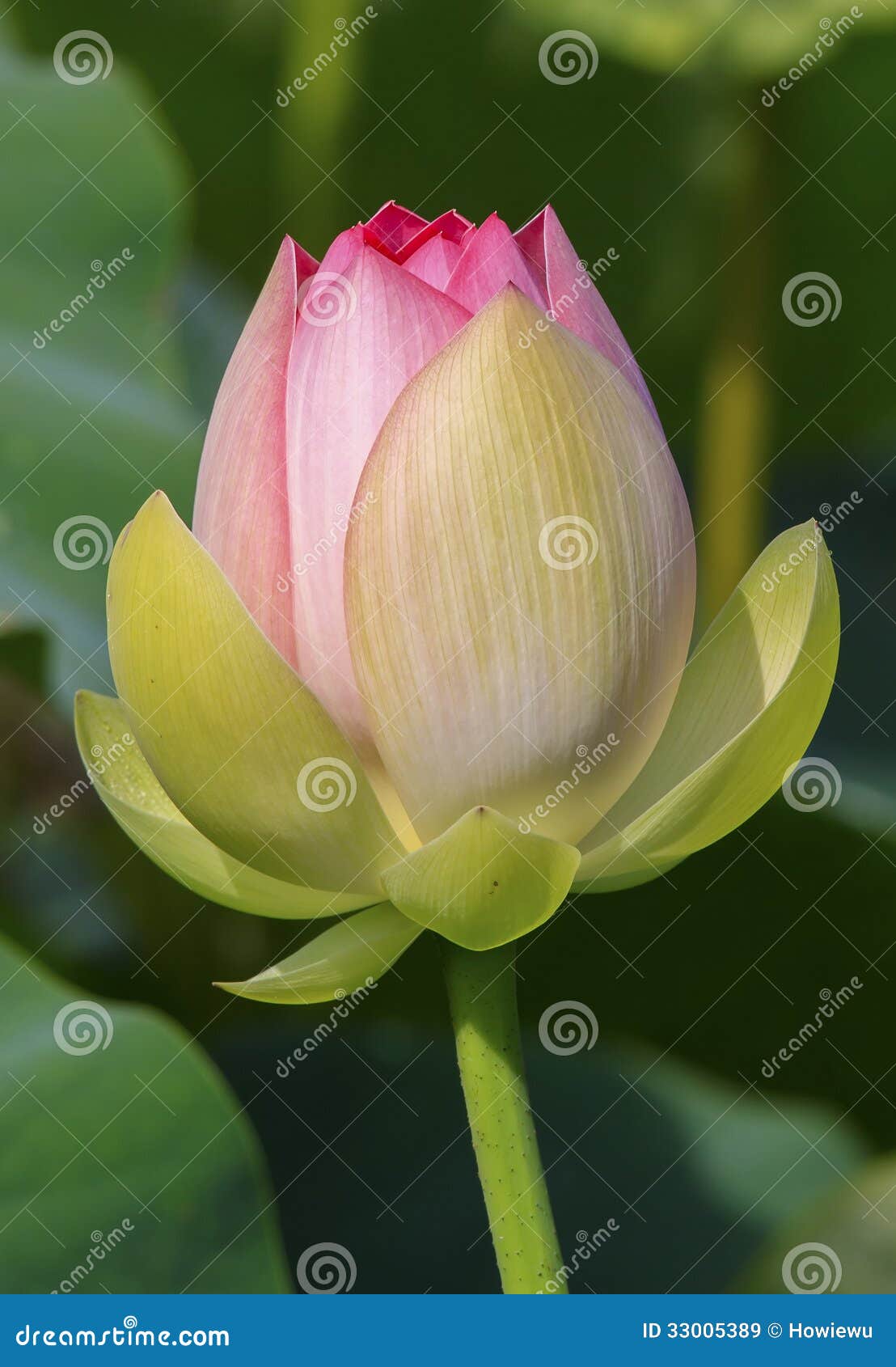 Lotus Flower Bud imagen de archivo. Imagen de cubo, charca - 33005389
