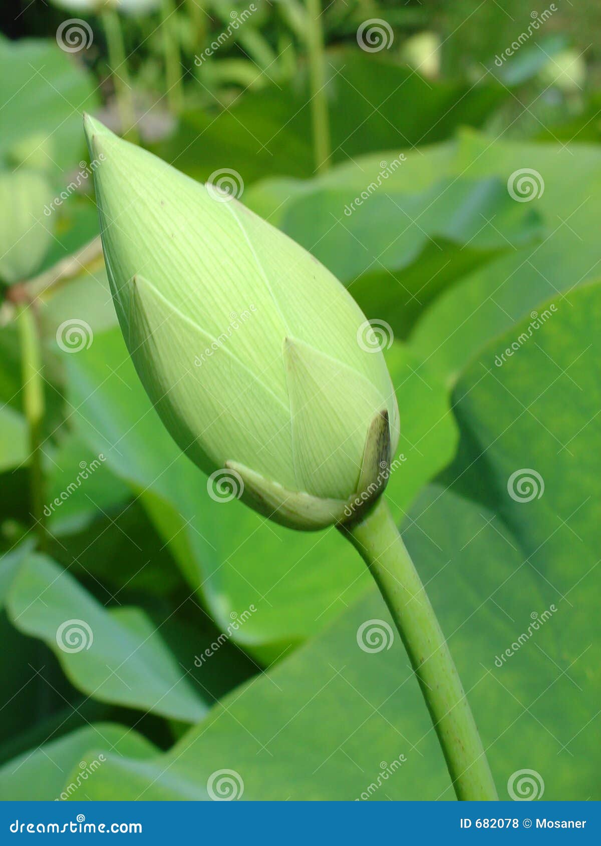 Lotus flower bud stock photo. Image of tropical, water - 682078