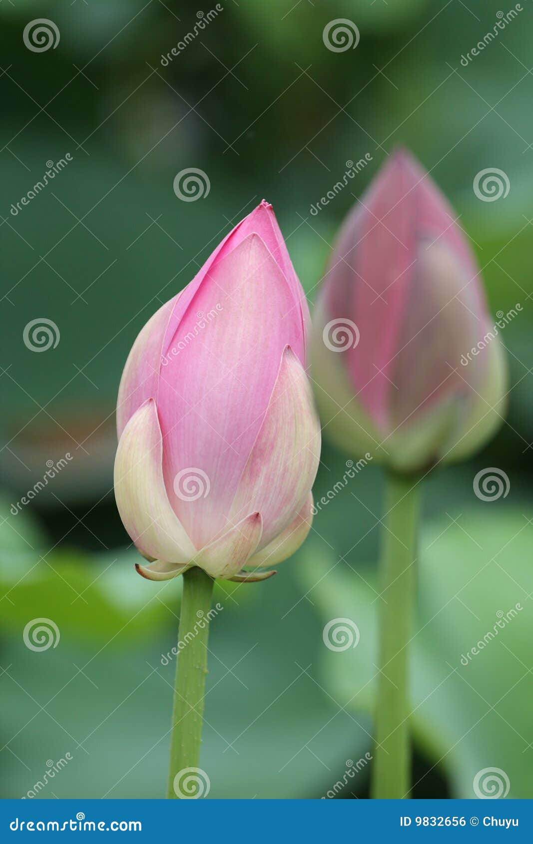 Lotus flower bud stock photo. Image of lotiform, plant - 9832656