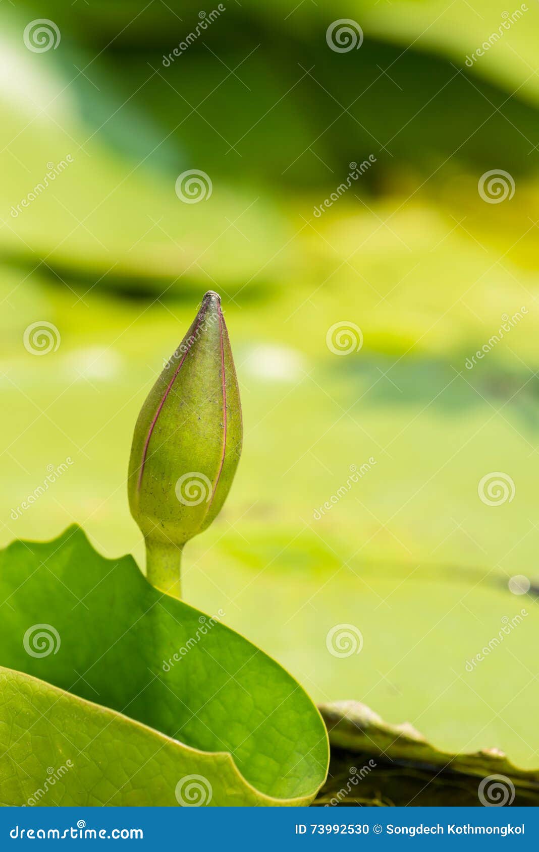 Lotus flower bud stock photo. Image of petal, lotus, blue - 73992530