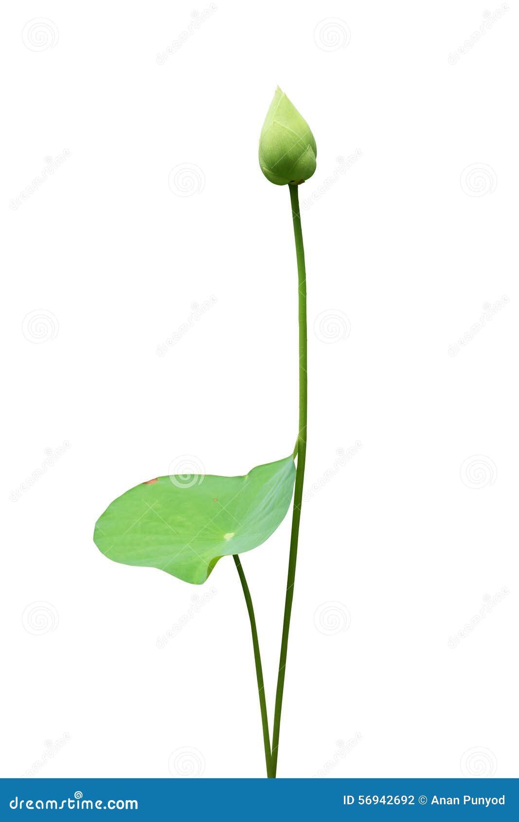 Lotus Flower Budding and Leaf Stock Photo - Image of beauty, abstract ...