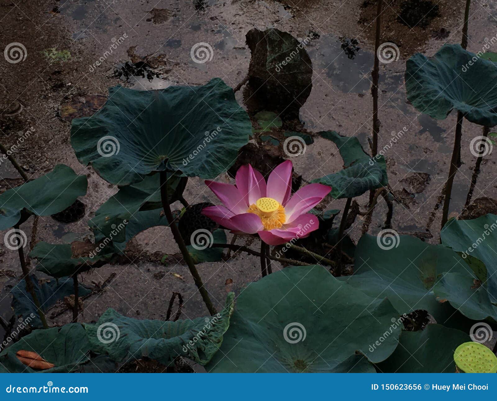 Lotus Flower stock photo. Image of serindit, melaka - 150623656