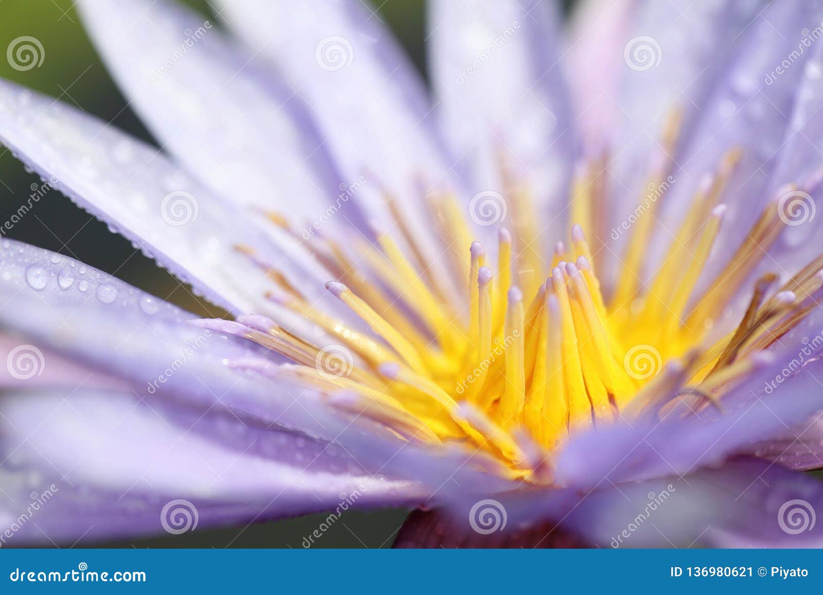 Lotus flower in close up stock image. Image of spring - 136980621