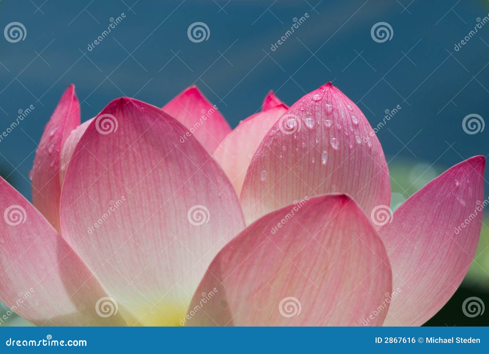 Lotus flower close-up stock photo. Image of nymphaea, beauty - 2867616