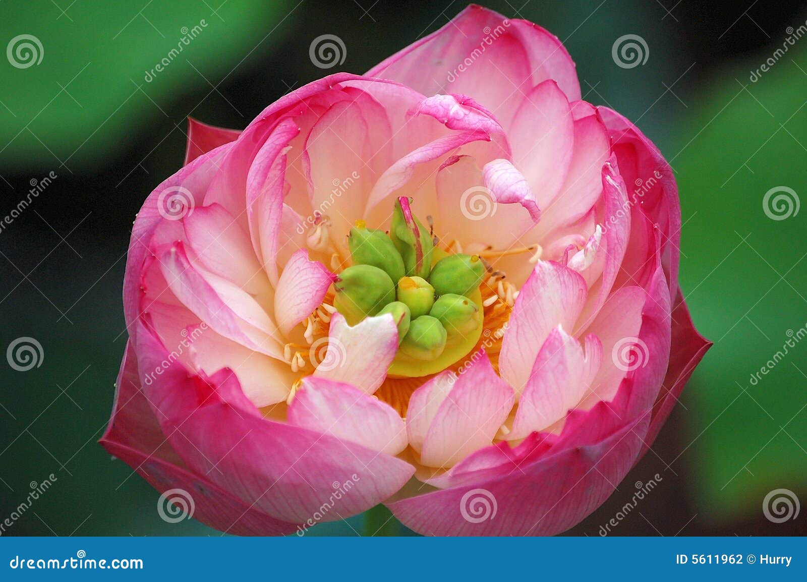 Lotus flower, close up stock photo. Image of peaceful - 5611962
