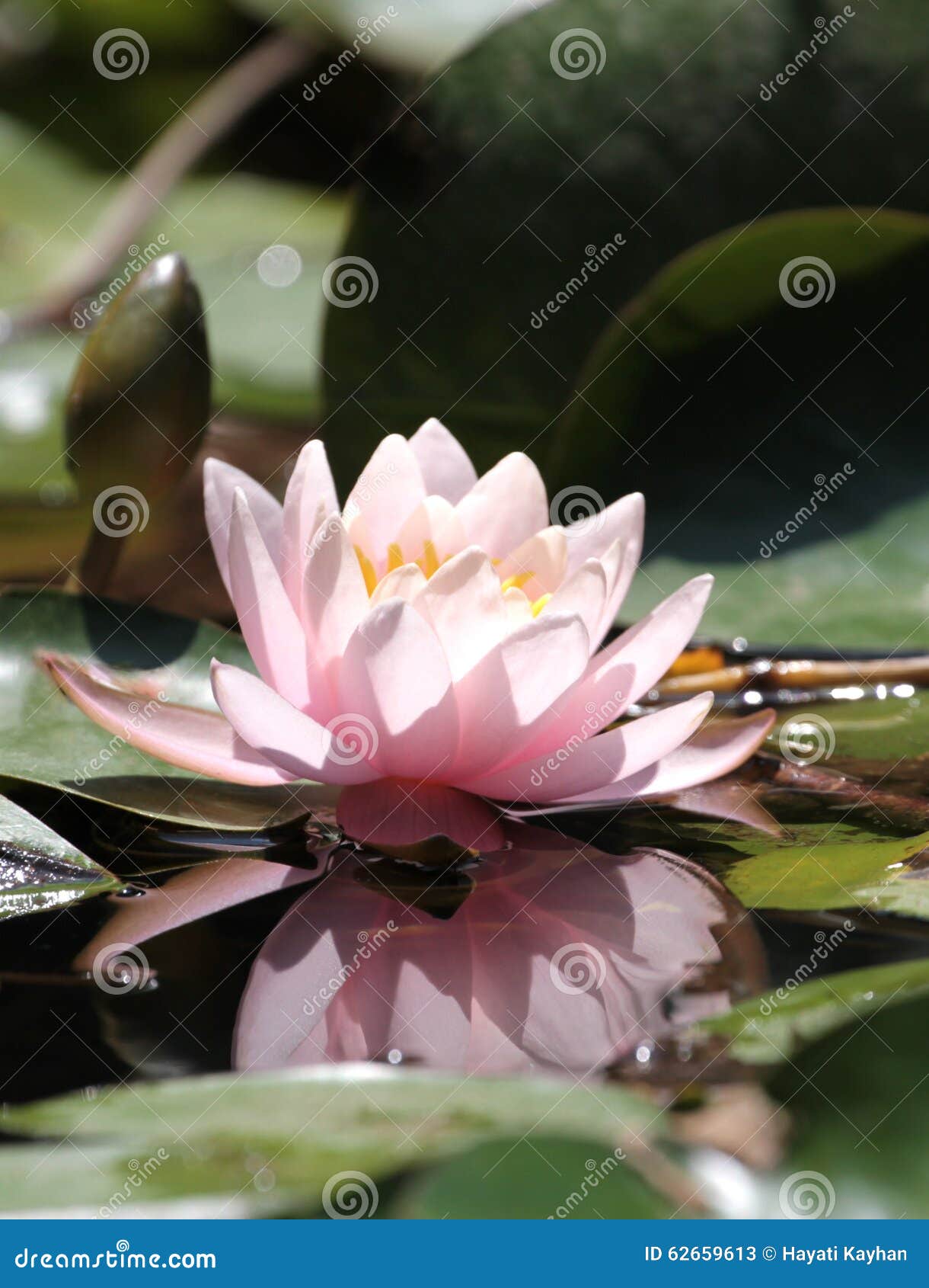Lotus Flower, Close Up Image Stock Image - Image of summer, plants ...