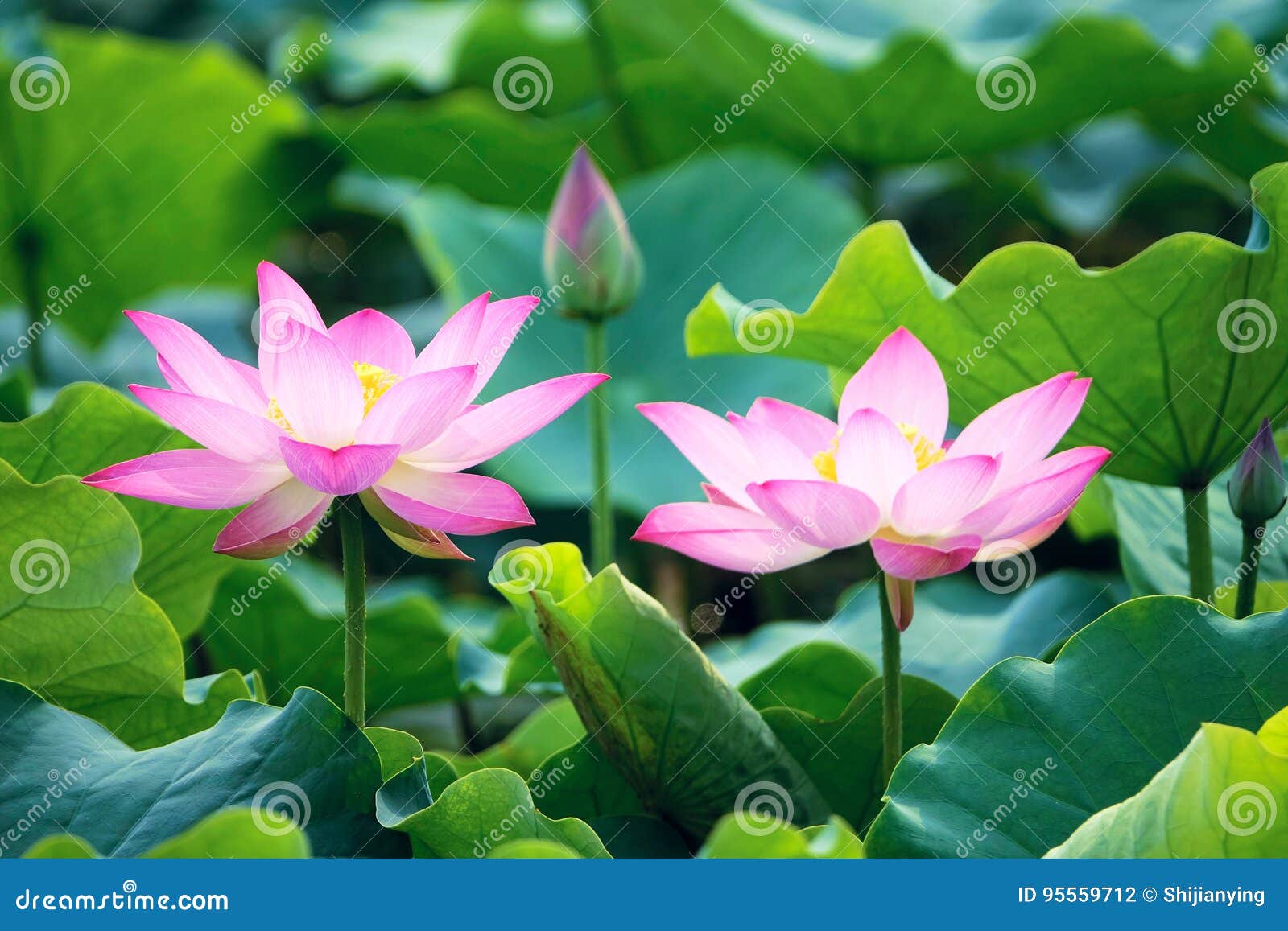 Lotus flower stock photo. Image of summer, hydrophyte - 95559712