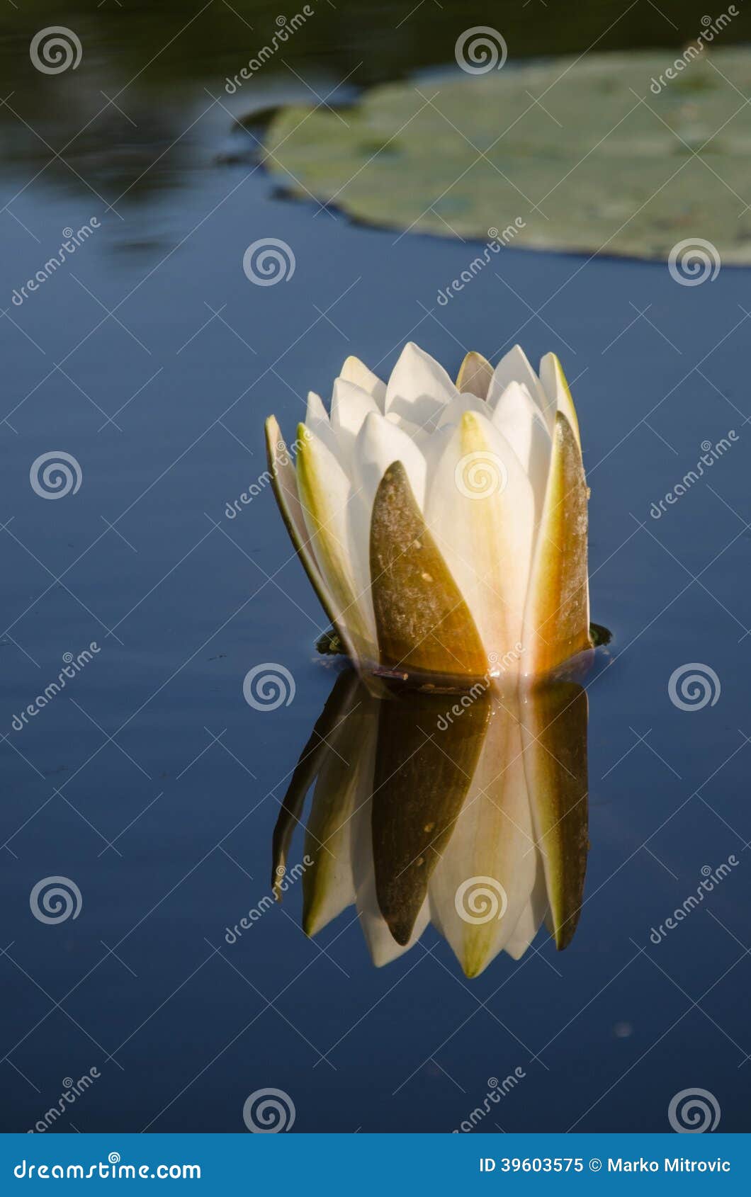 Lotus flower stock image. Image of nature, leaf, garden - 39603575