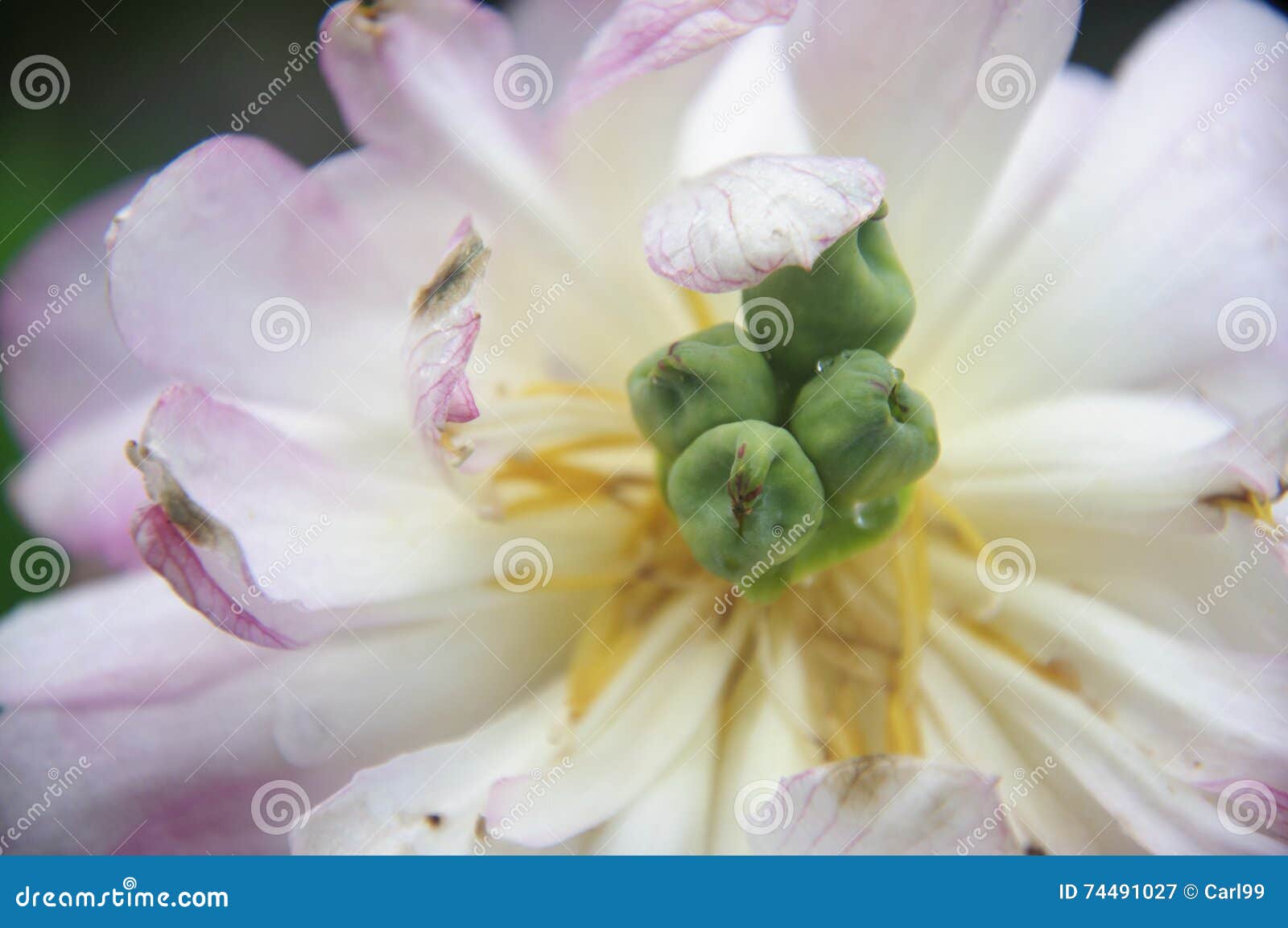 Lotus Flower Closeup and Texture Background Stock Image - Image of ...