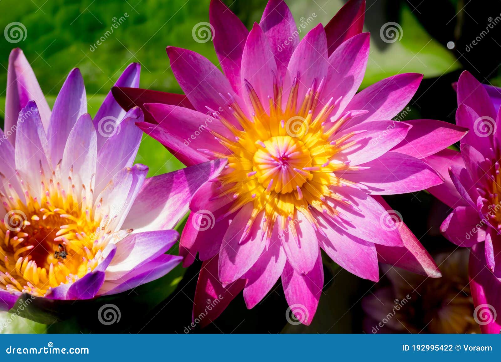 Color Lotus Flower stock photo. Image of calm, color - 192995422