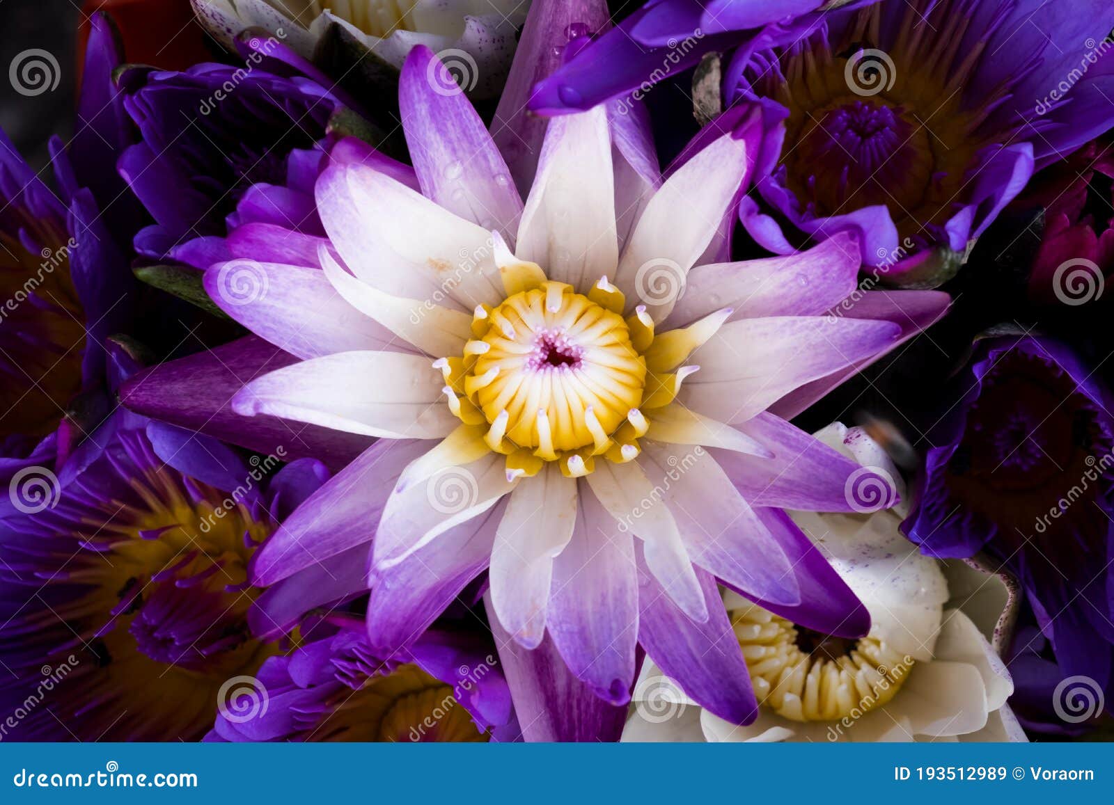 Color Lotus Flower stock image. Image of lake, water - 193512989