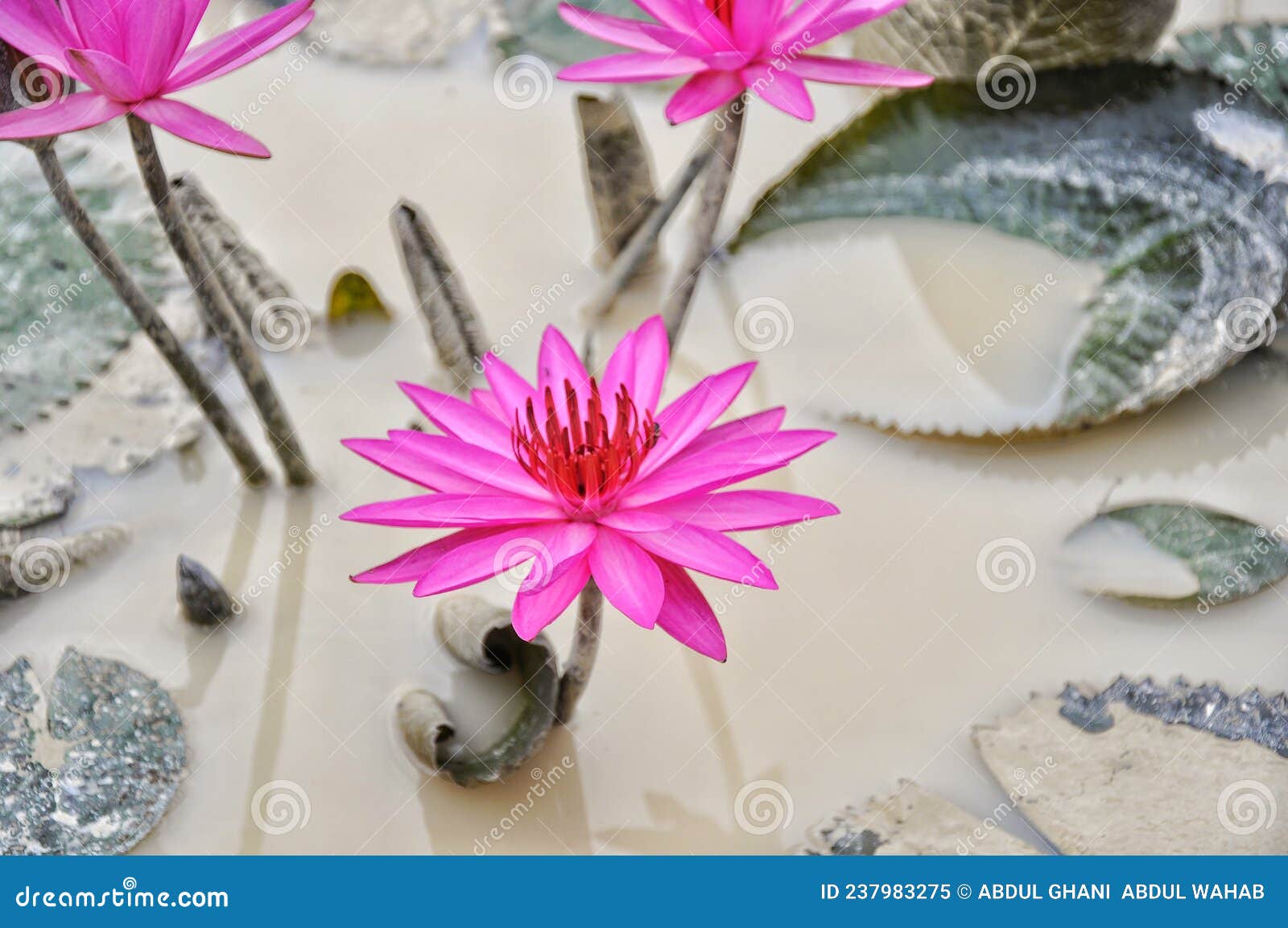 Lotus Flower, Died Leaf stock image. Image of flower - 237983275