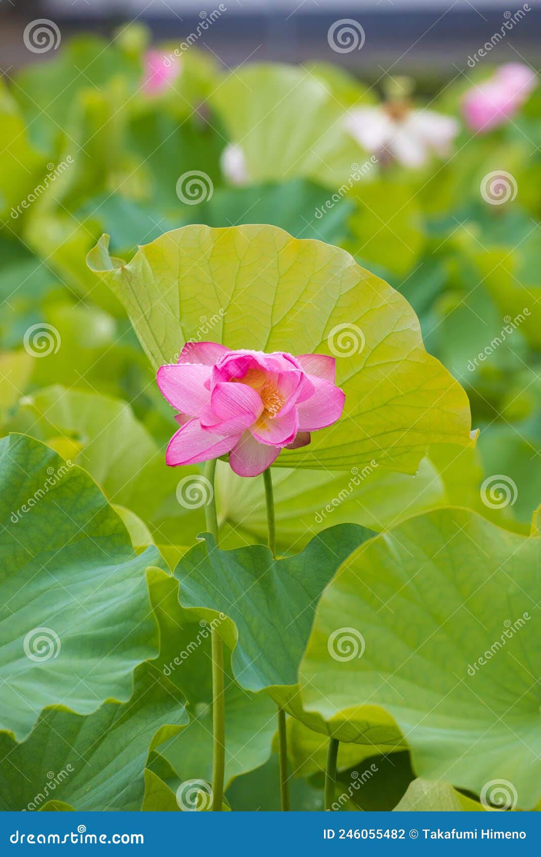 Lotus flower stock photo. Image of plant, green, field - 246055482