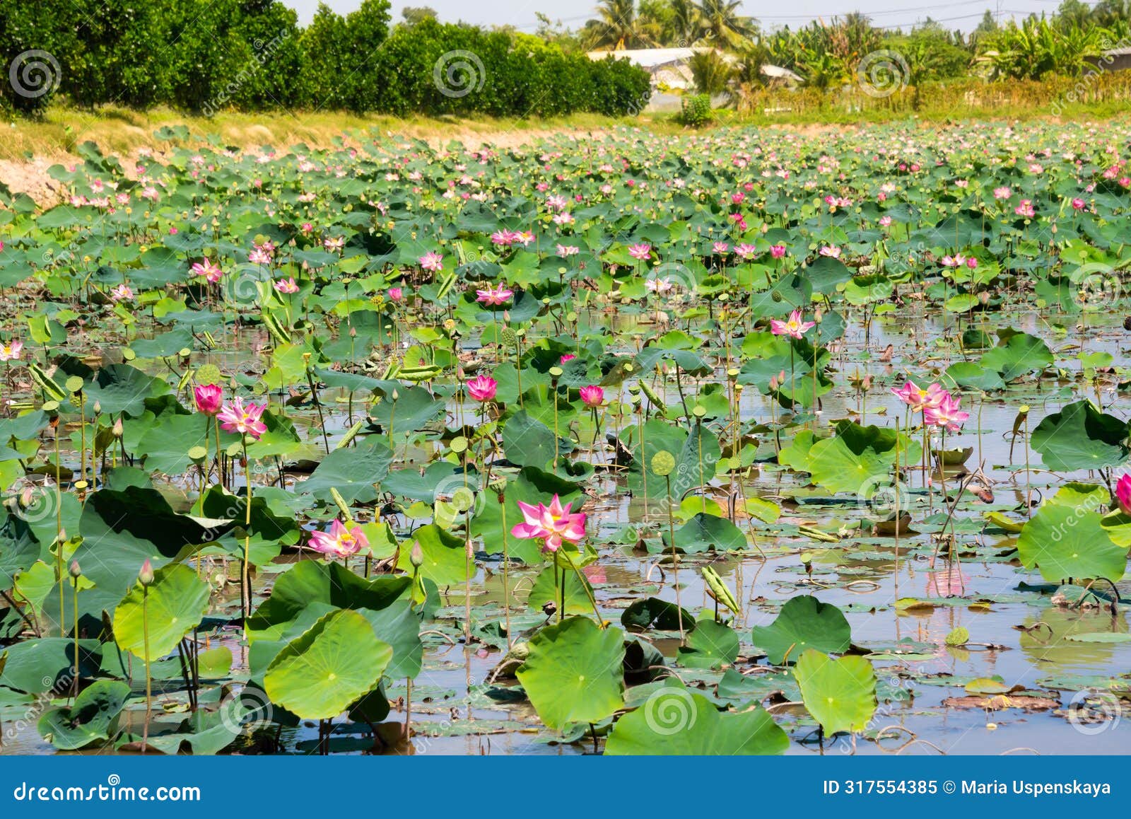 Lotus Flower Field on Water in Asia Stock Image - Image of plant ...
