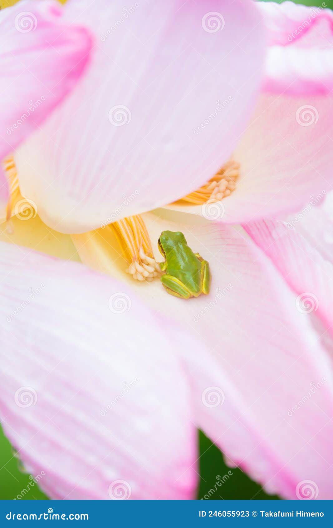 Lotus flower and frog stock image. Image of japan, plant - 246055923
