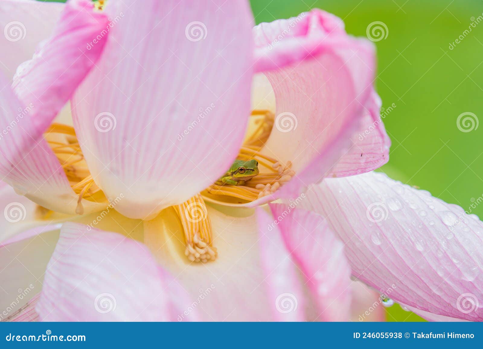 Lotus flower and frog stock photo. Image of leaves, japan - 246055938