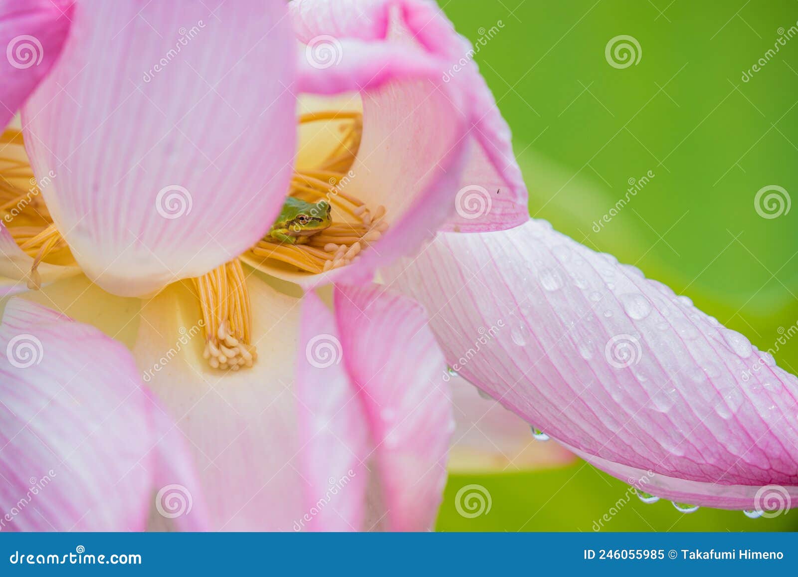Lotus flower and frog stock image. Image of pink, frogs - 246055985