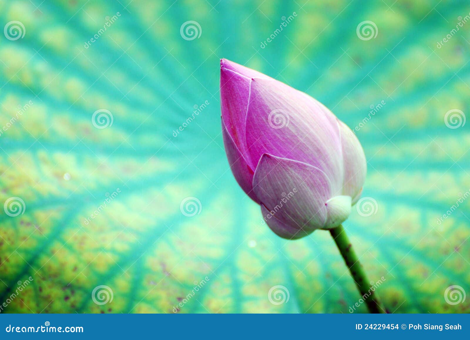 Lotus Flower In Front The Leaf Stock Photography | CartoonDealer.com ...