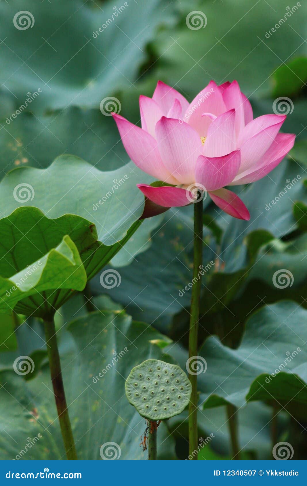 Lotus Flower in full bloom stock image. Image of botanical - 12340507