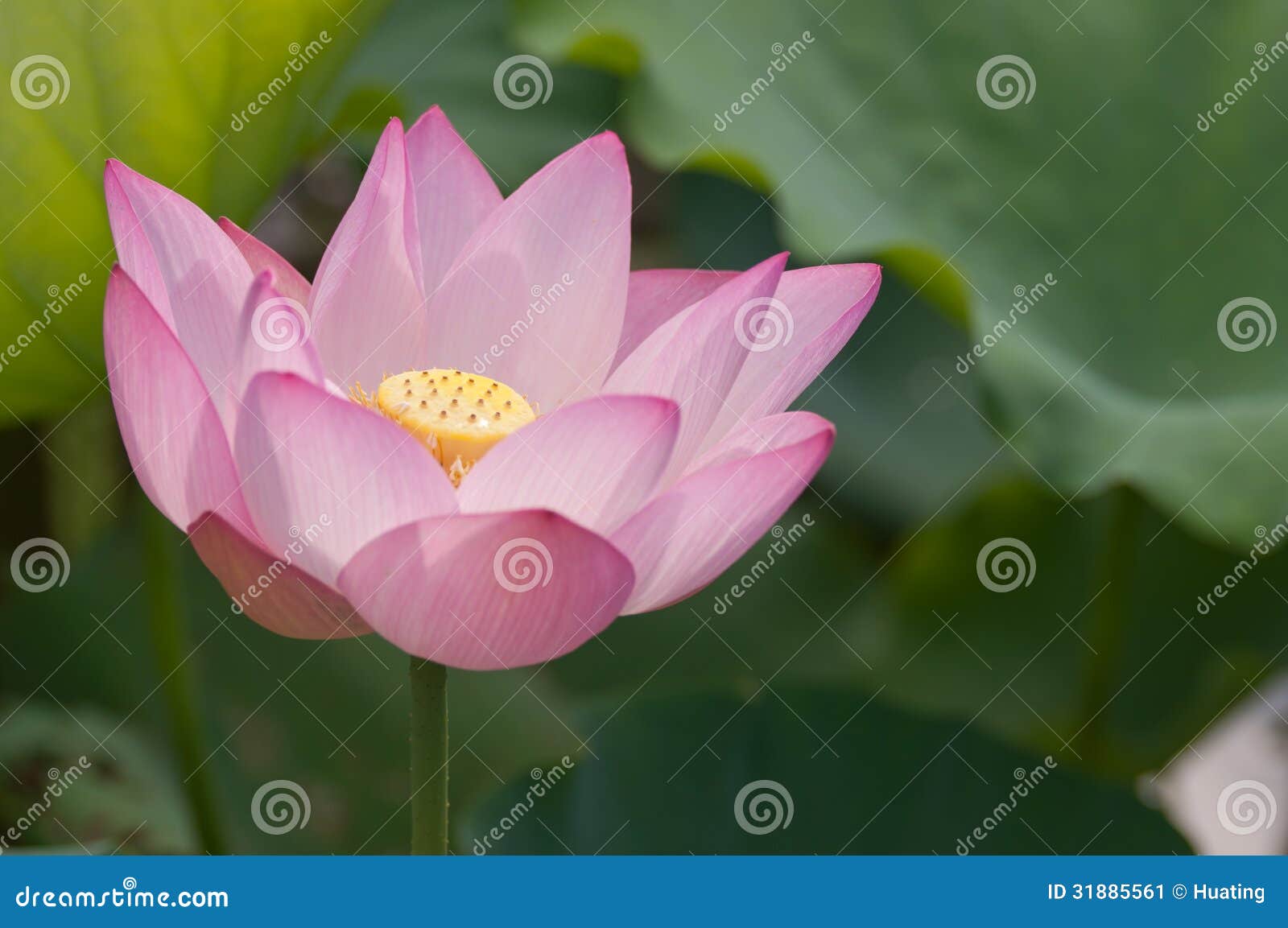Lotus flower stock image. Image of seed, flower, morning - 31885561