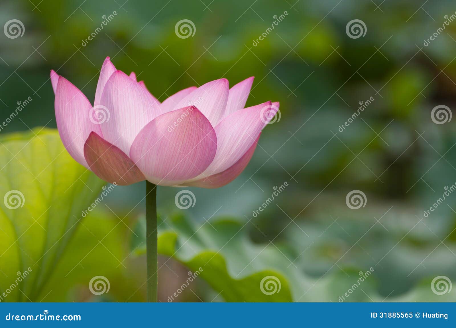 Lotus flower stock image. Image of lotus, root, water - 31885565