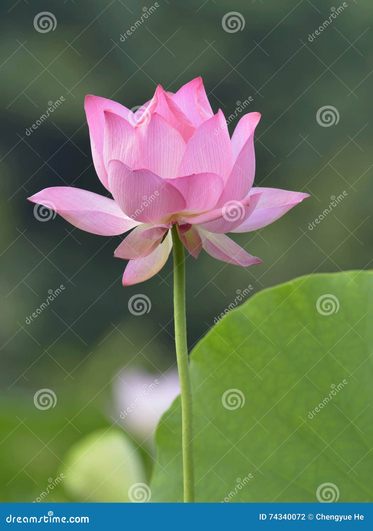 The Lotus Flower in Full Bloom Stock Photo - Image of standing, leaf ...