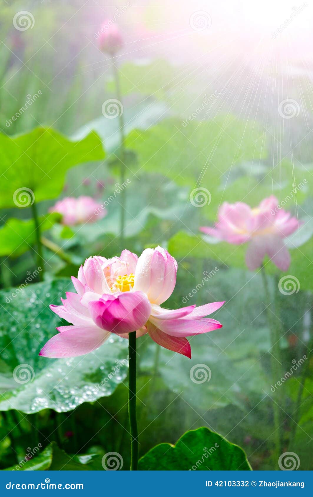 Lotus Flower in Full Bloom in the Drizzle Stock Photo - Image of pink ...