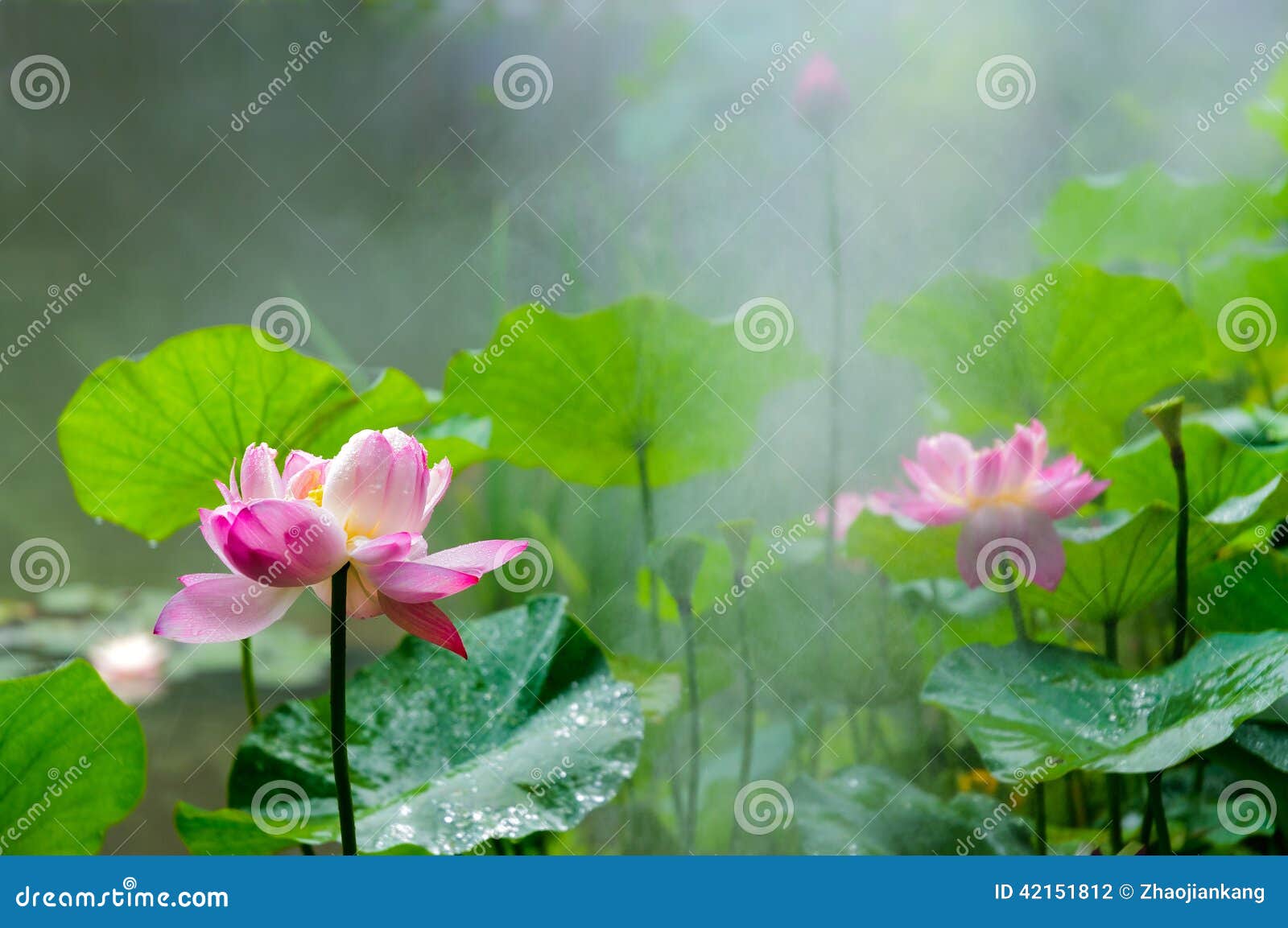 Lotus Flower in Full Bloom in the Drizzle Stock Photo - Image of ...