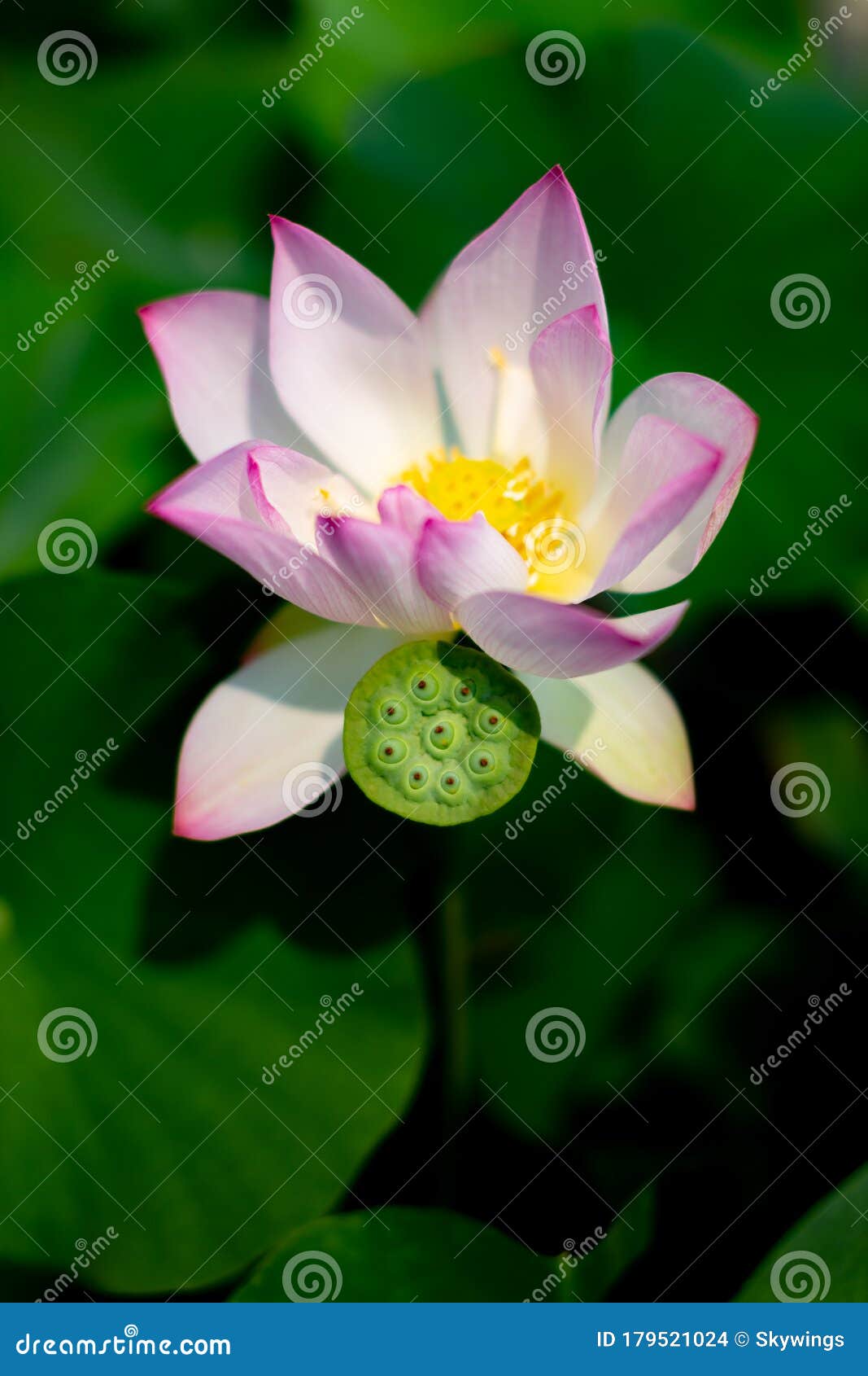 The Lotus Flower is in Full Bloom, and Its First Appearance Stock Photo ...