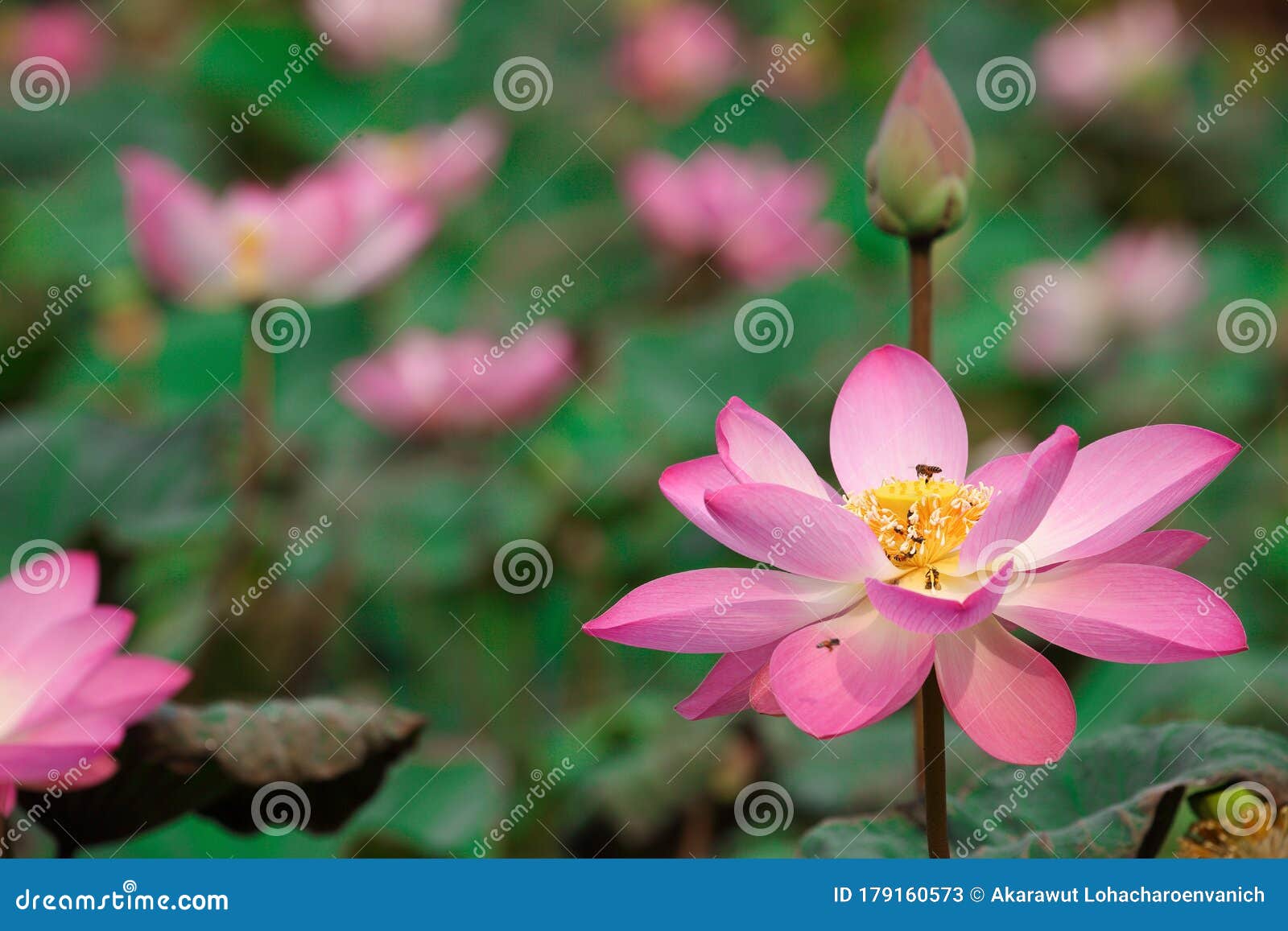 Lotus Flower in Full Bloom with Swarm of Bee Pollination Stock Image ... Lotus Flower in Full Bloom with Swarm of Bee Pollination Stock Image ...