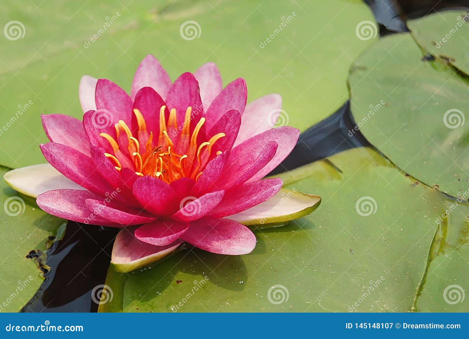 Lotus Flower Garden stock image. Image of colorful, thailand - 145148107