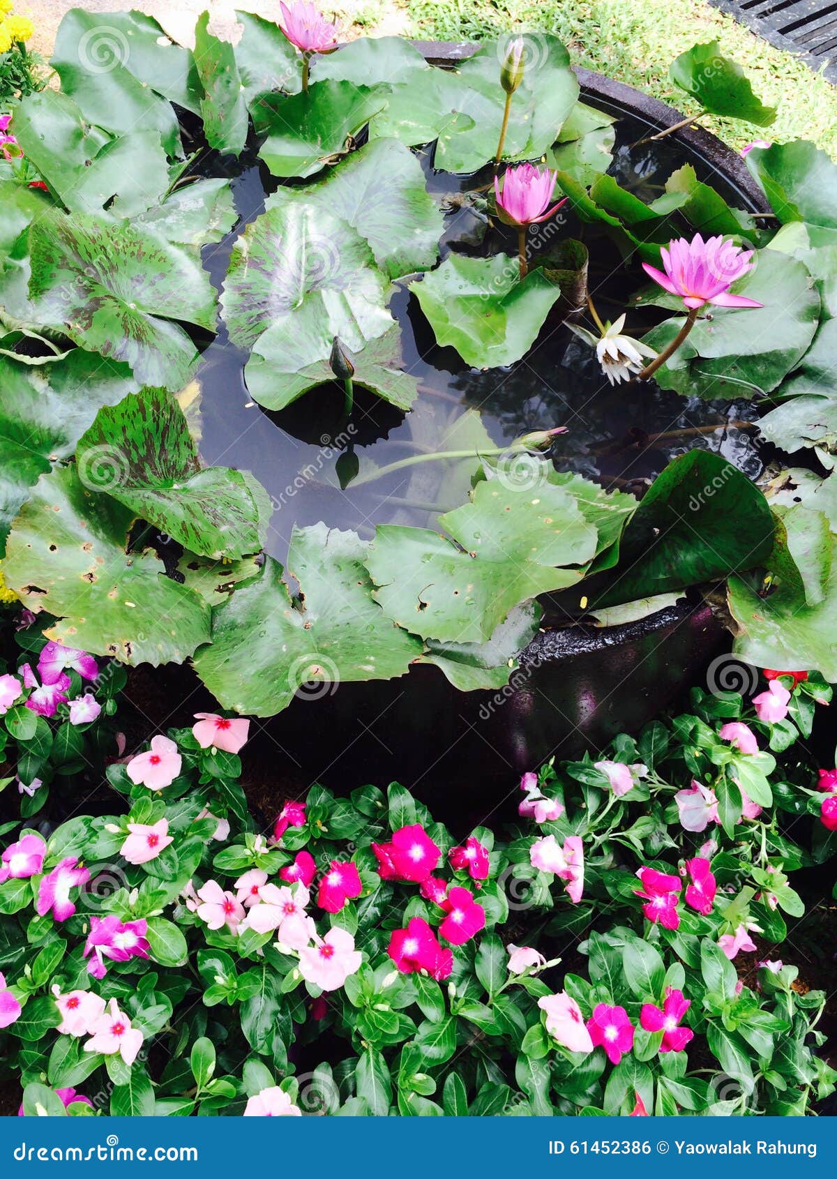 Lotus flower in the garden stock photo. Image of power - 61452386