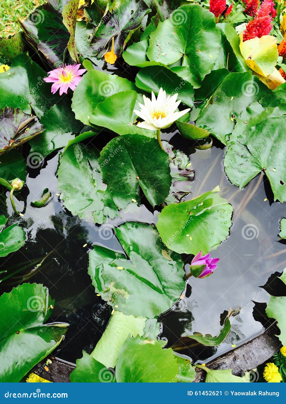 Lotus flower in the garden stock image. Image of vase - 61452621