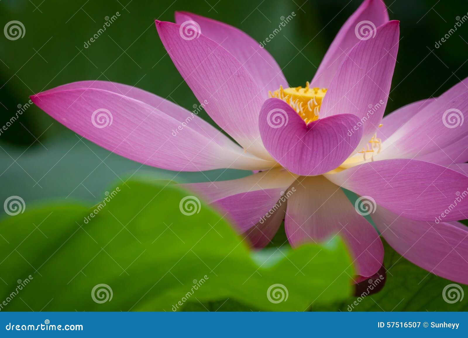 Lotus flower stock image. Image of garden, beauty, fine - 57516507