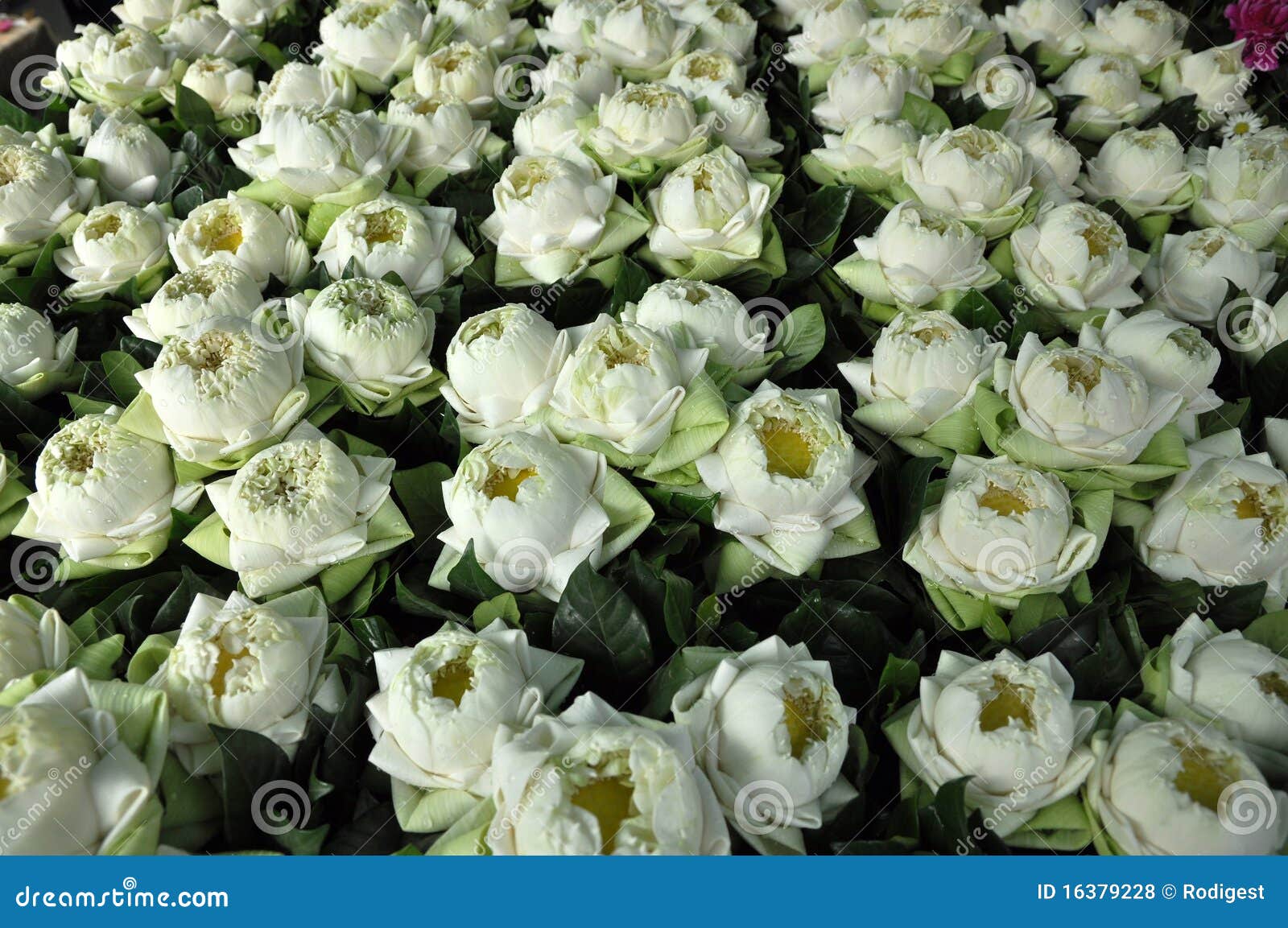 Lotus Flower Group Pattern stock photo. Image of nature - 16379228