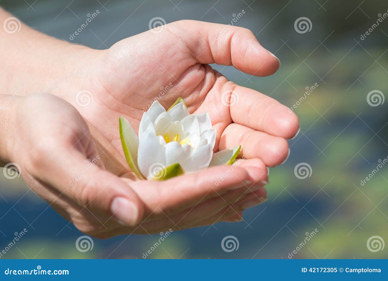 Lotus flower in hands stock image. Image of aquatic, blooming - 42172305