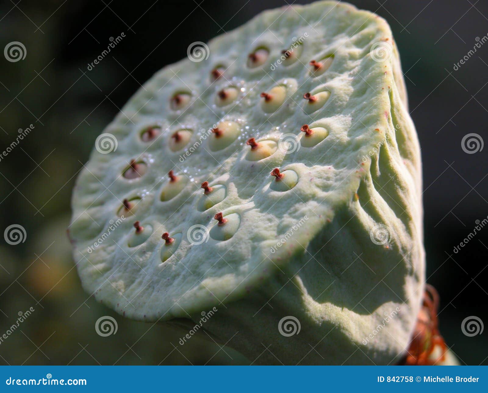 Lotus flower head stock photo. Image of seed, interesting - 842758